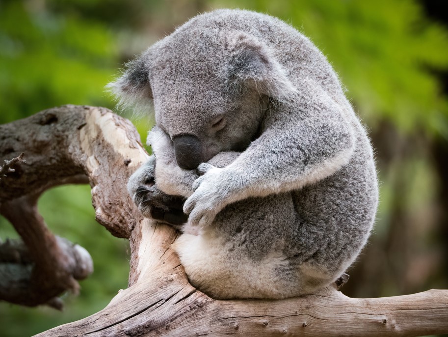 GKNP a win for koalas and the economy - Australian Climate and ...