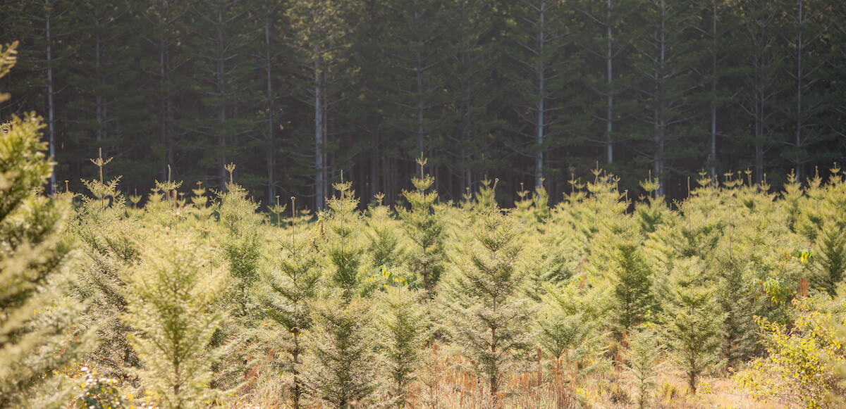 Our Forests' future - Forest Futures