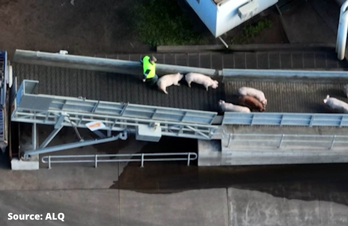 AJP Responds to Pig Cruelty Discovery - QLD - Animal Justice Party ...
