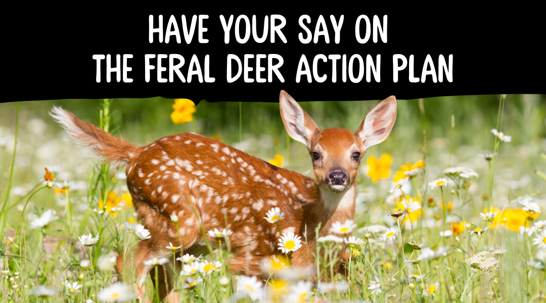 Have Your Say - Feral Deer Action Plan