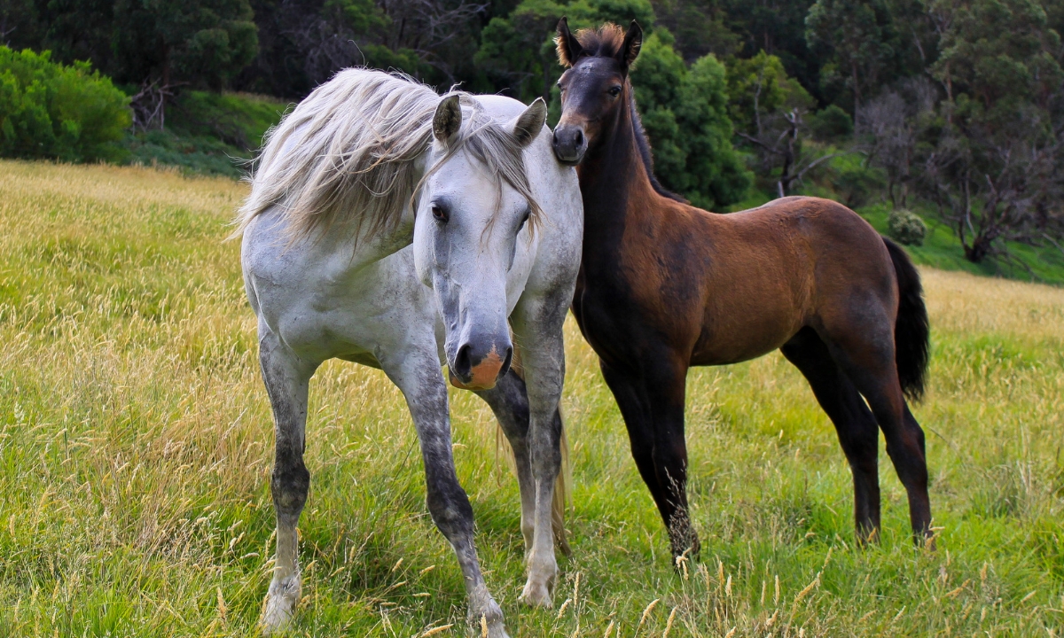 Download Our Guide - Animal Justice Party Australia