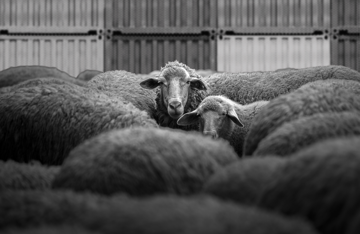 Our Submission to the Consultation "Phase out of live sheep exports by sea"