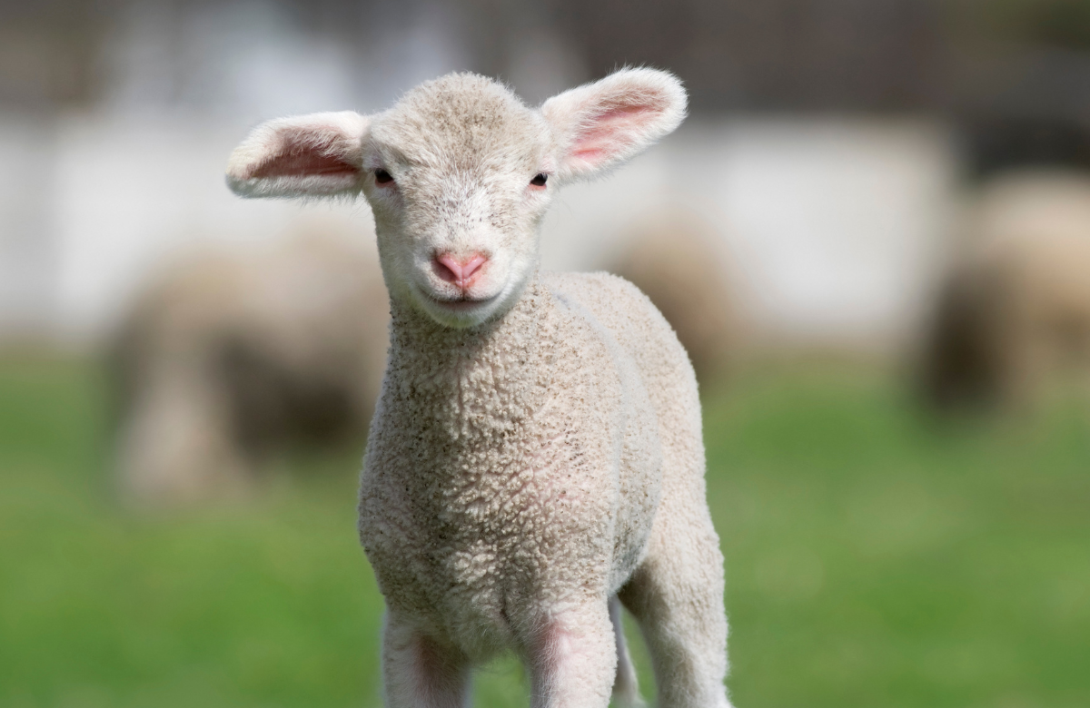A Historic Win: Live Sheep Export Set to End!