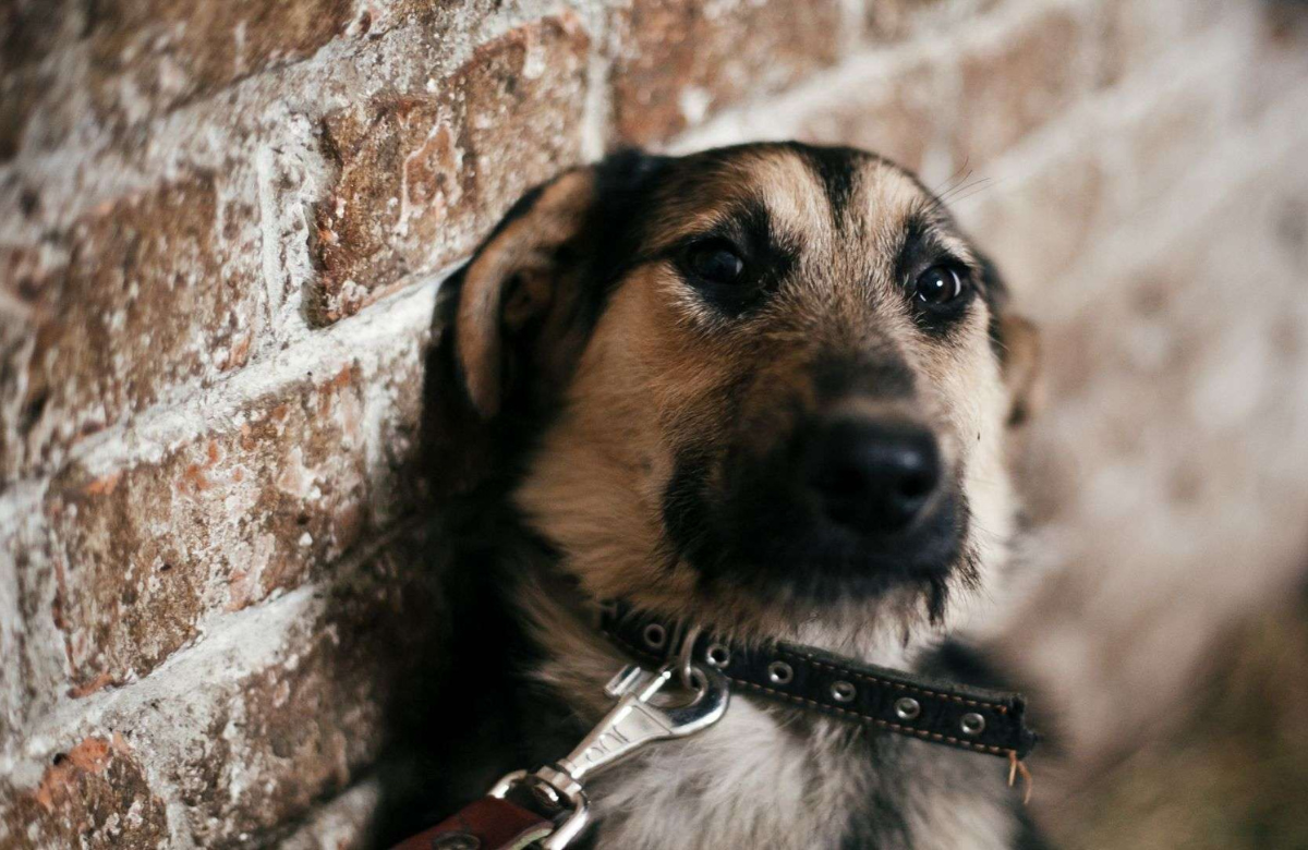 Aversive Training - AJP National