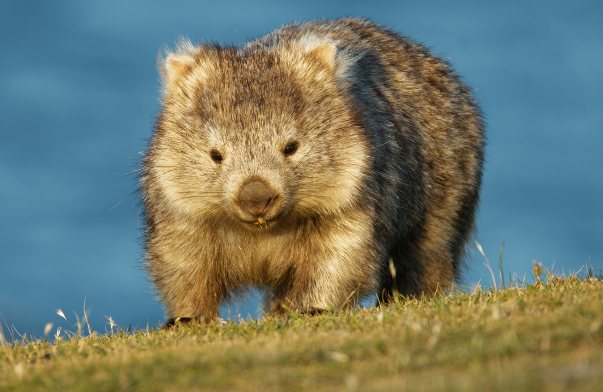 Wins for Victorian Wombats - AJP National