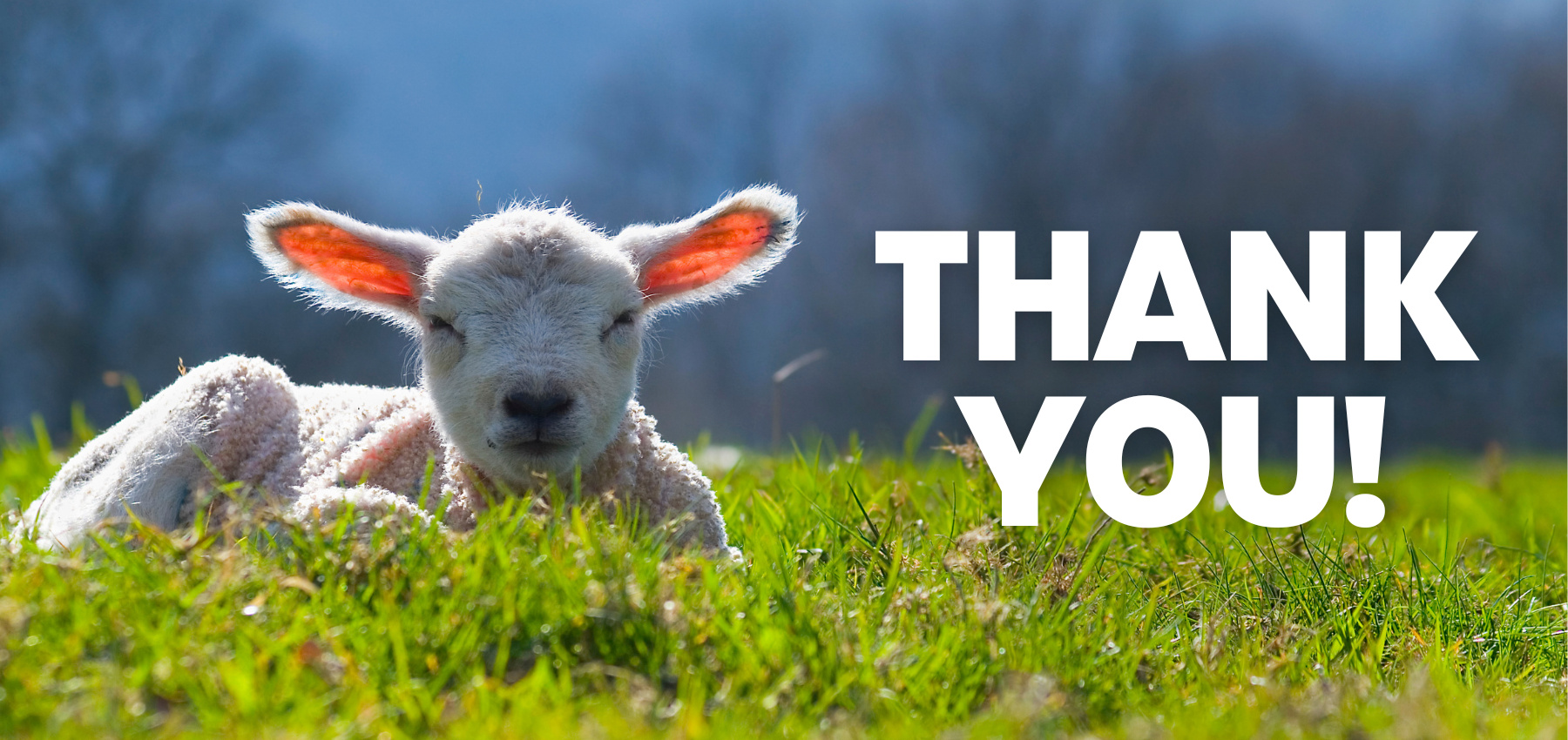 Thank you - AJP National