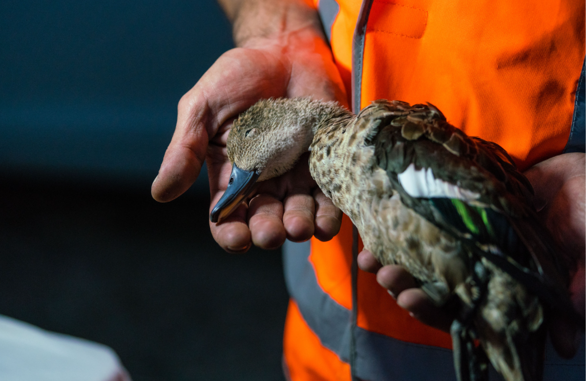 Duck Shooting Policy Sheet - AJP National