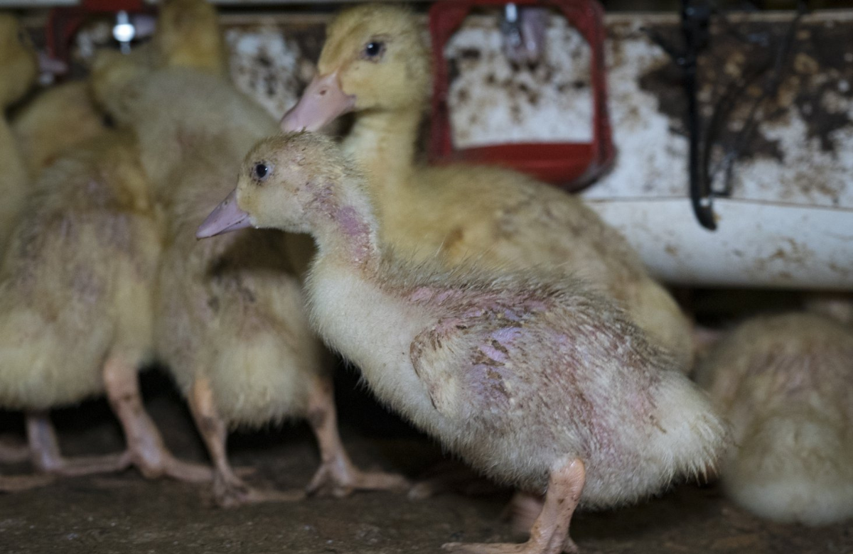 We Need an Independent Office of Animal Protection - Animal Justice ...