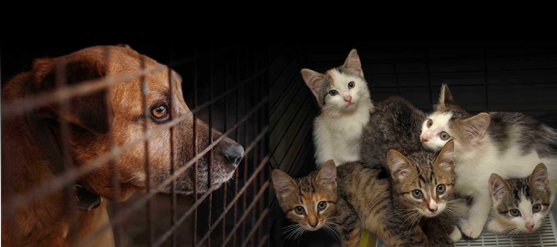 Submission Guide: Companion Animals Act Review - Animal Justice Party NSW