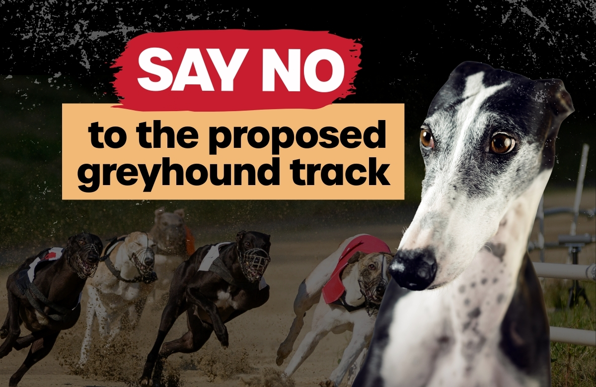 AJP Submission Guide: Say No to Proposed Orange Greyhound Track ...