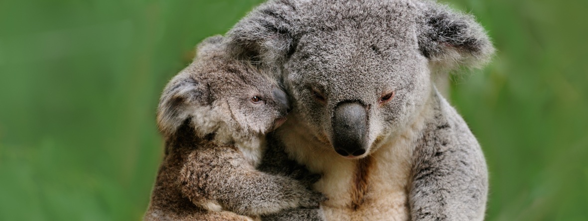 Protect Redlands Koala Habitat