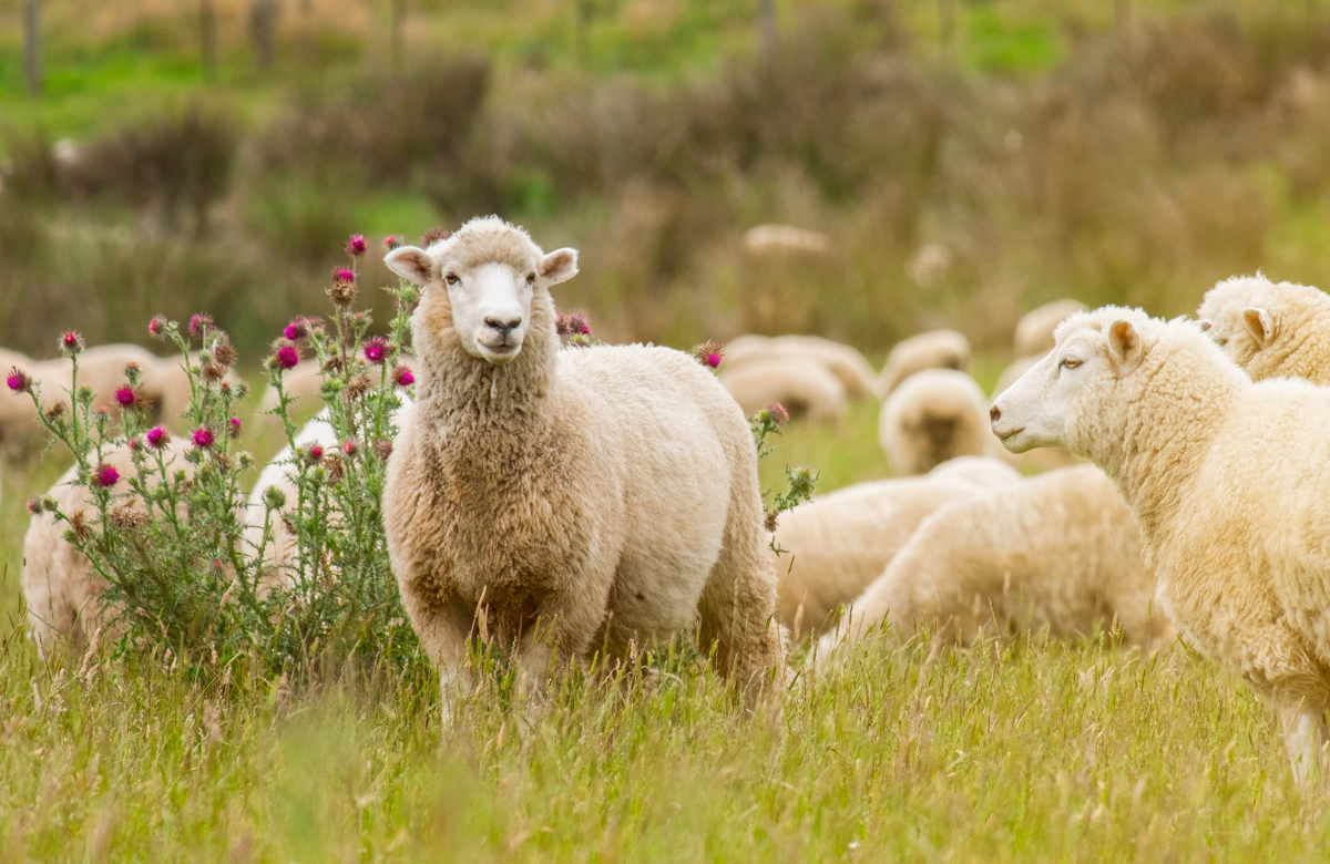 Expanded 10 point plan