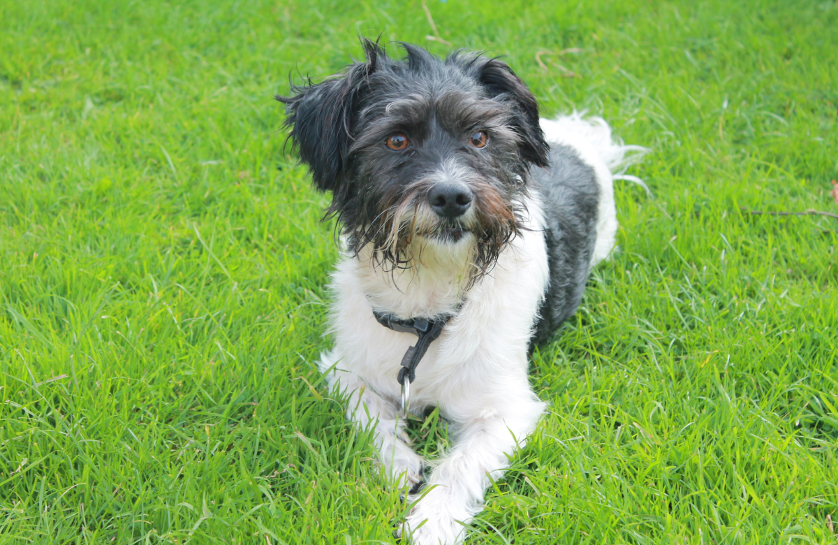 review-of-the-animal-welfare-act-ajp-south-australia