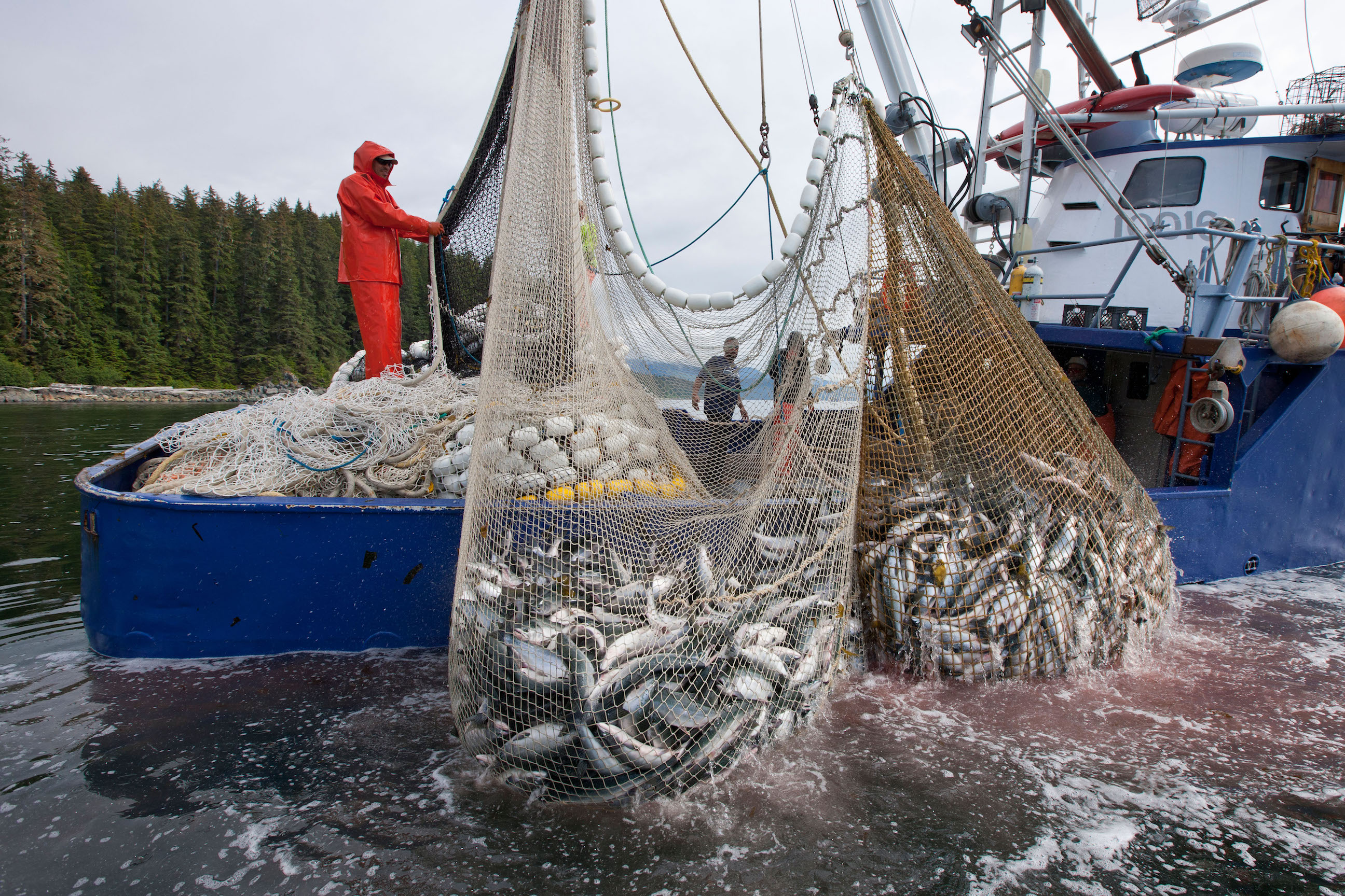 Millions of Canadian salmon are caught and killed each year by Alaska’s ...