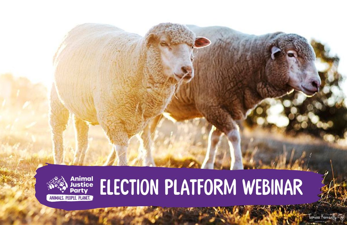 State Election Policy Platform Webinar - Animal Justice Party Victoria