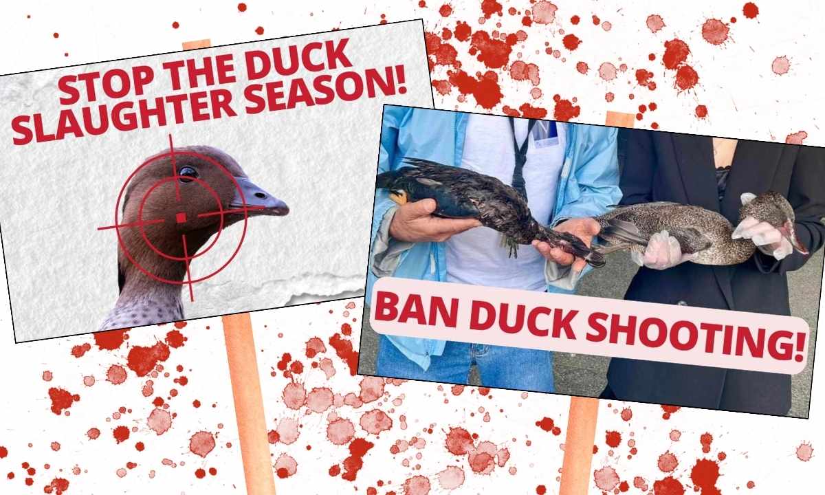 Protest Duck Shooting - Alison Marchant MP, Bellarine District - Animal ...
