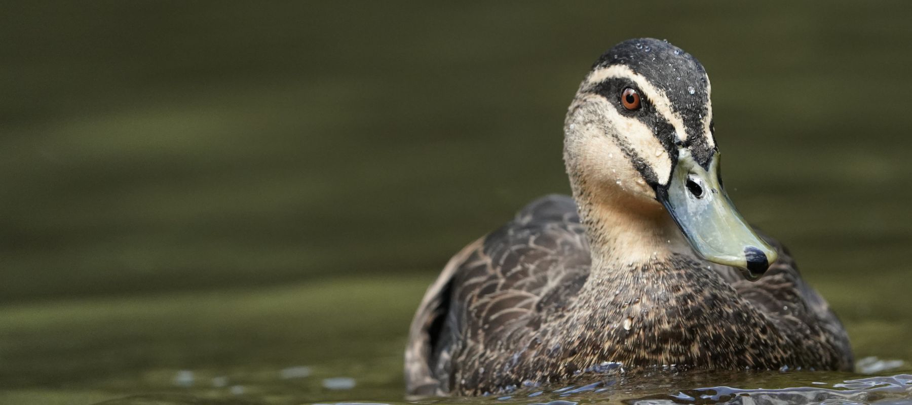 Animal Justice Party Victoria