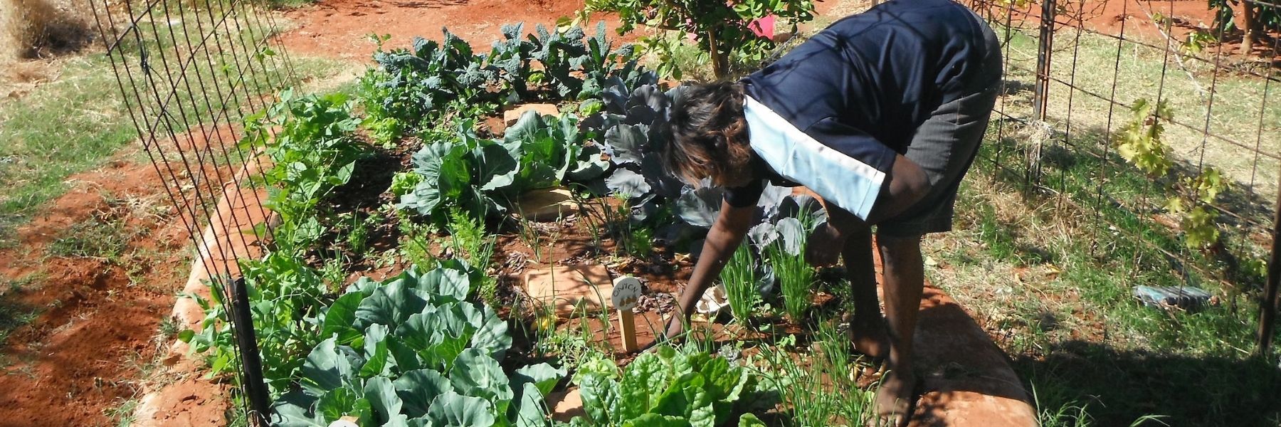 Building a sustainable desert food network for healthy communities ...