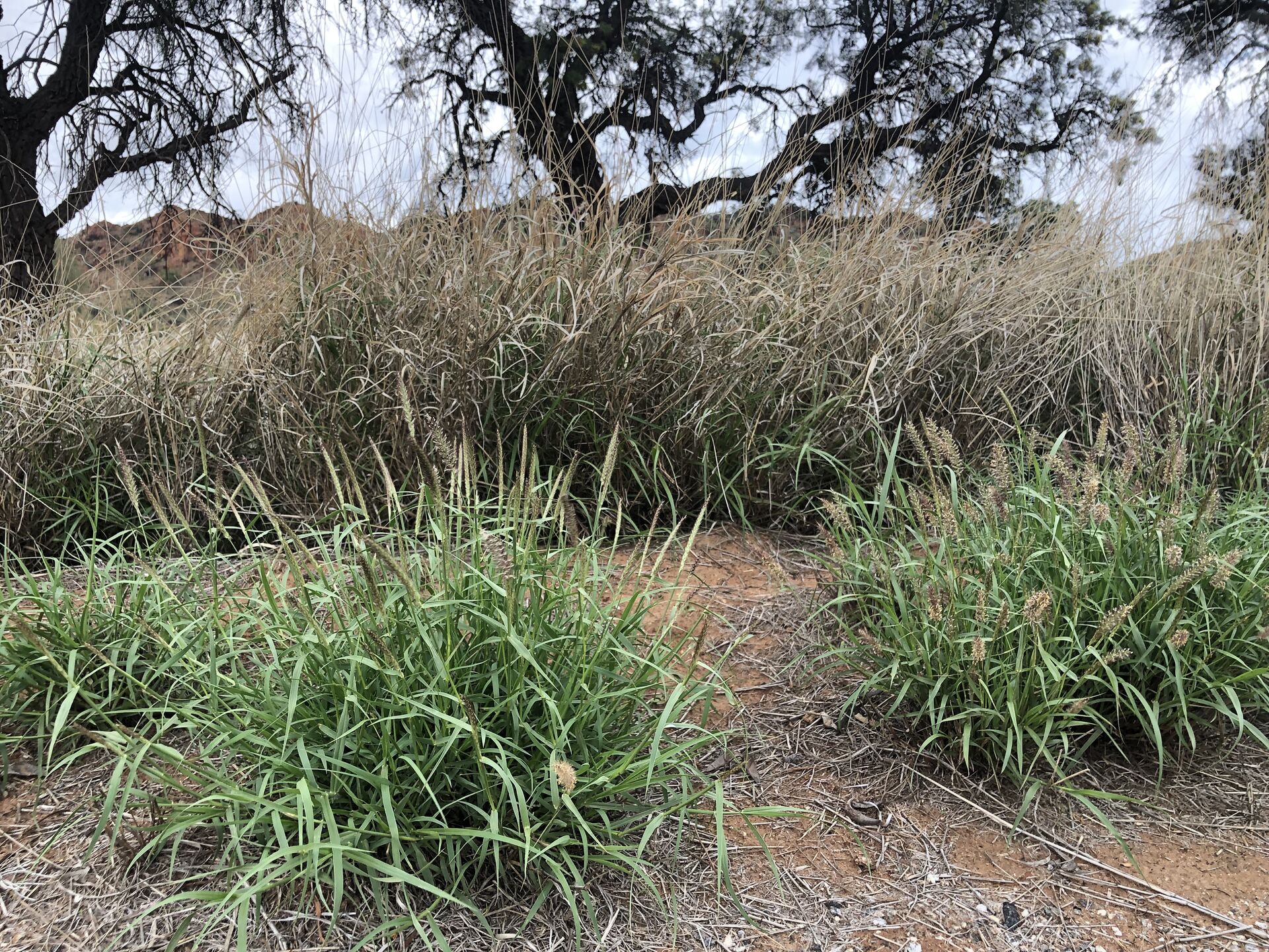 Buffel grass - stop the spread - Arid Lands Environment Centre