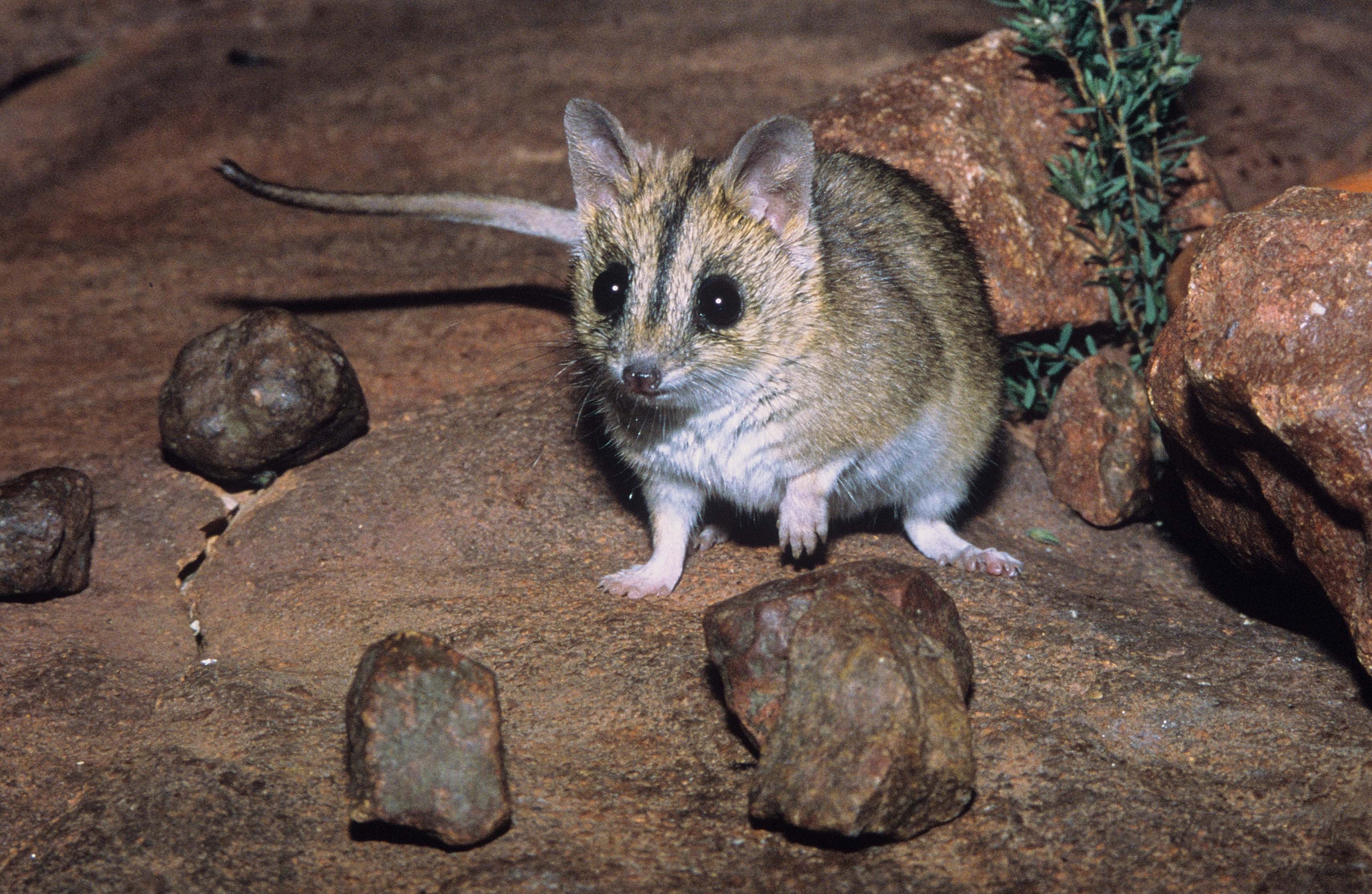 Rediscovering the Julia Creek dunnart - Australian Conservation Foundation