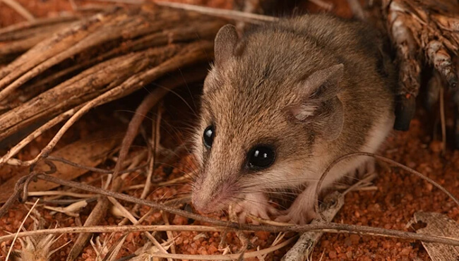 Rediscovering the Julia Creek Dunnart - Australian Conservation Foundation