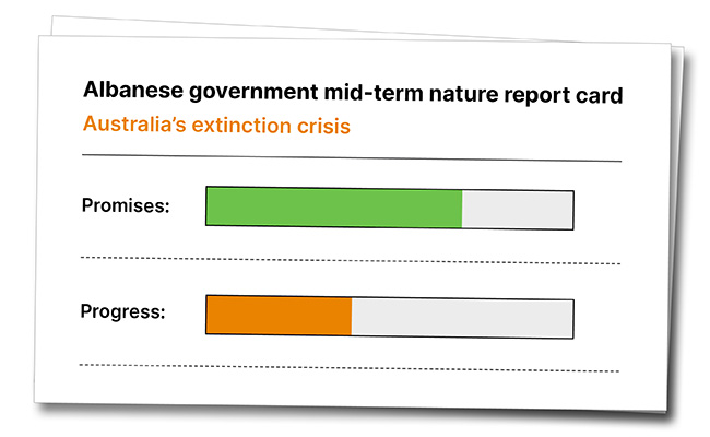 Mid Term Report Cards