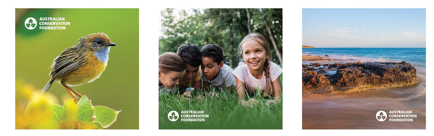 The ACF logo - ACF style guide