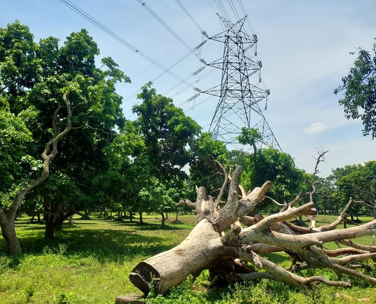 Traumatised orchardists fight back against Adani transmission line ...