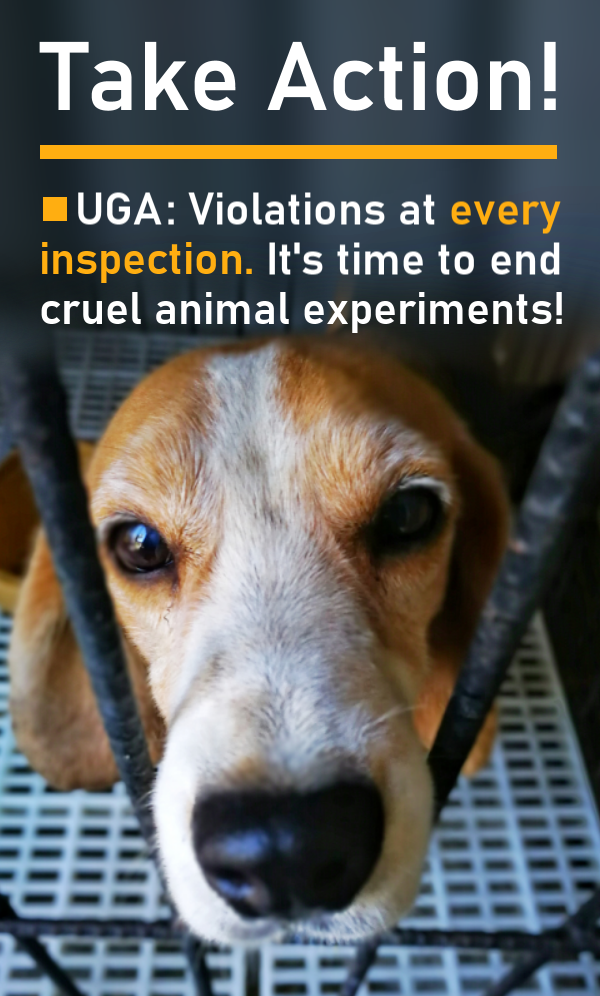 UGA: Time to end cruel animal experiments! - Citizens for Alternatives ...