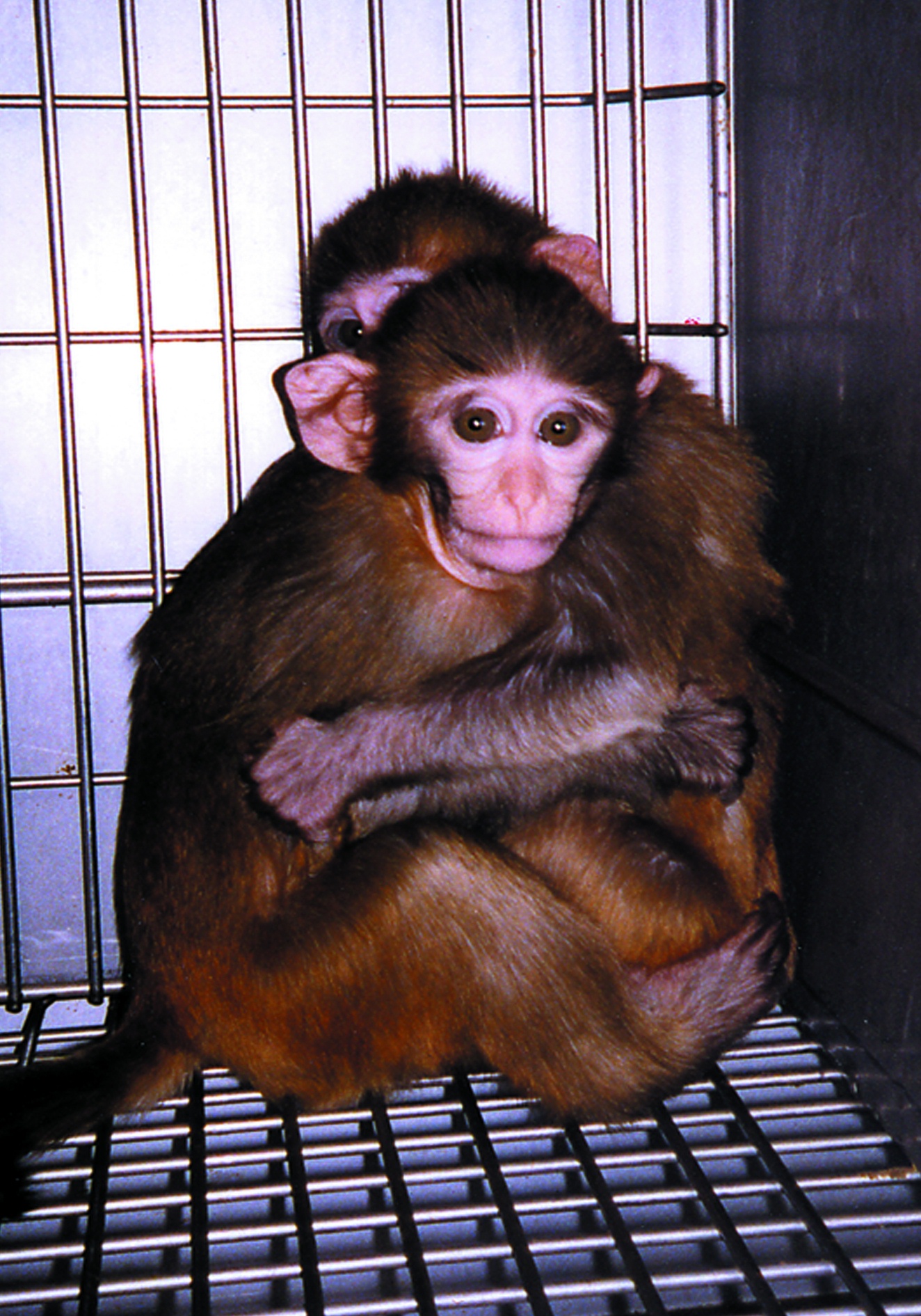 Whose stress is it anyway? - Citizens for Alternatives to Animal Research