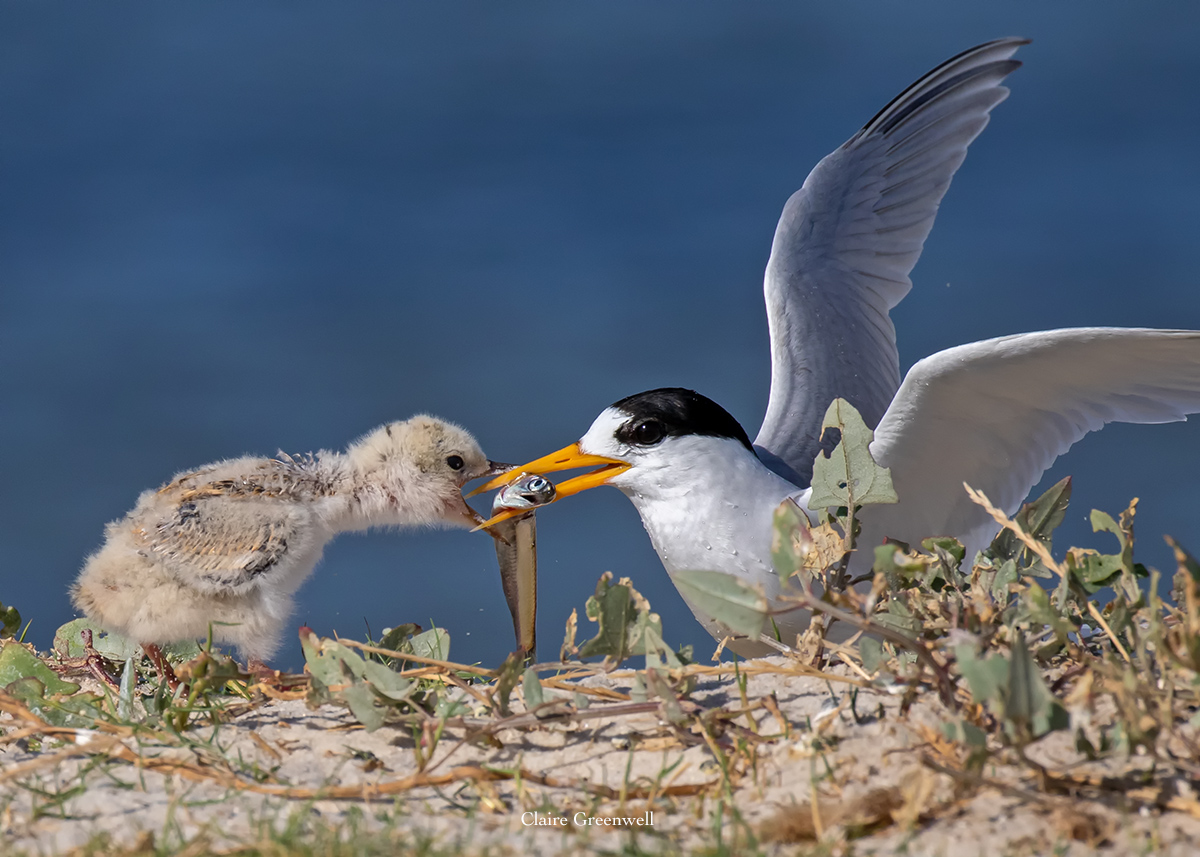 WA Fairy Tern Network recognised at state government awards