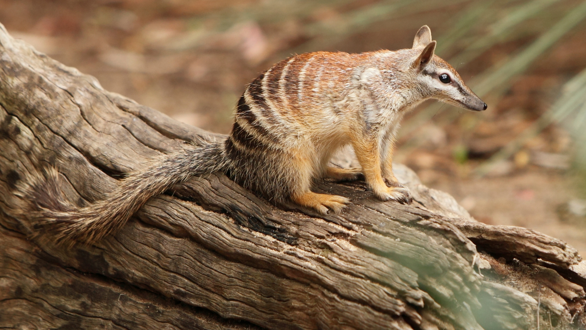 CCWA welcomes state government interim targets - More still to do on ...