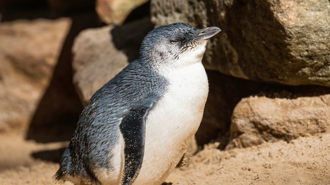 New strategy to save little penguin colony on Penguin Island ...