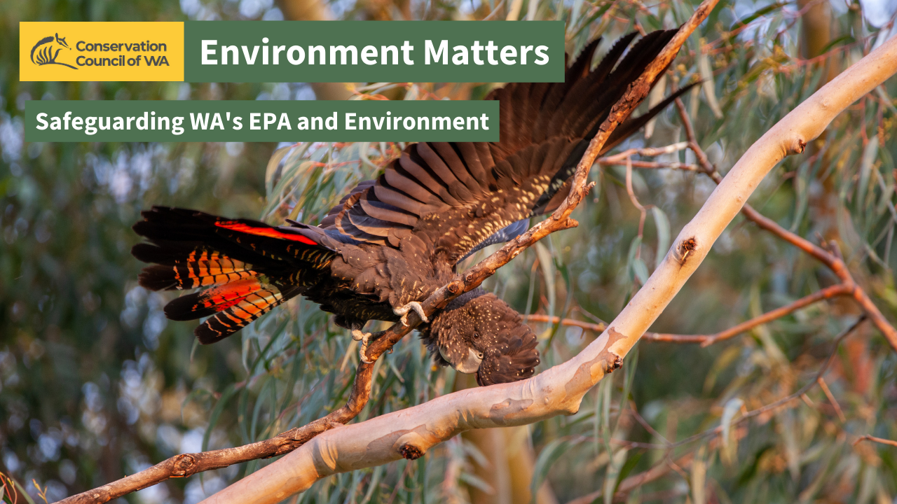 Environment Matters #1 2024 - Conservation Council of Western Australia ...