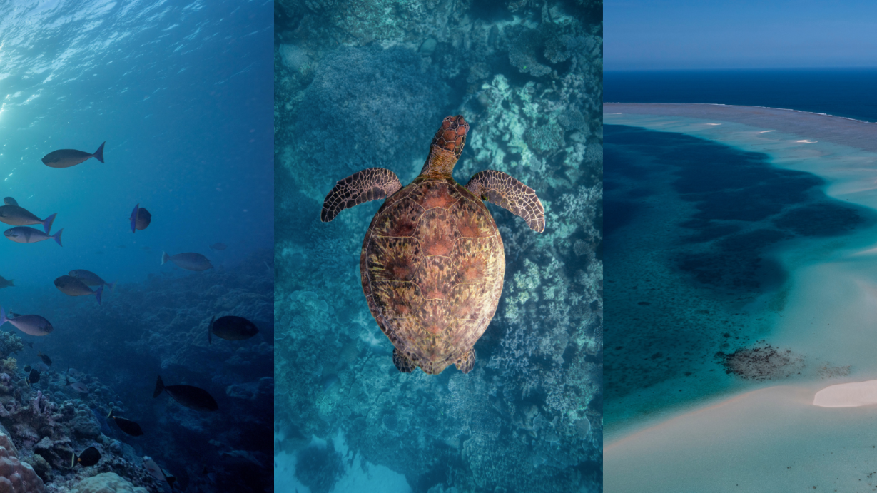 Save Scott Reef Campaign - Broome Launch