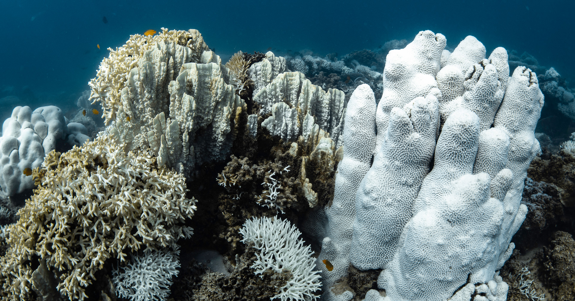 New Report Shows WA’s Coral Reefs at Imminent Danger of Being Lost ...