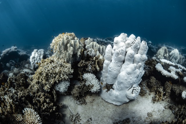 REQUIEM FOR OUR REEFS — Tell the WA Museum to drop Woodside - Go Beyond Gas