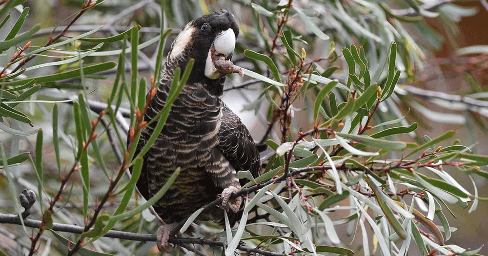 Kaarakin Black Cockatoo Conservation Centre - Conservation Council of ...