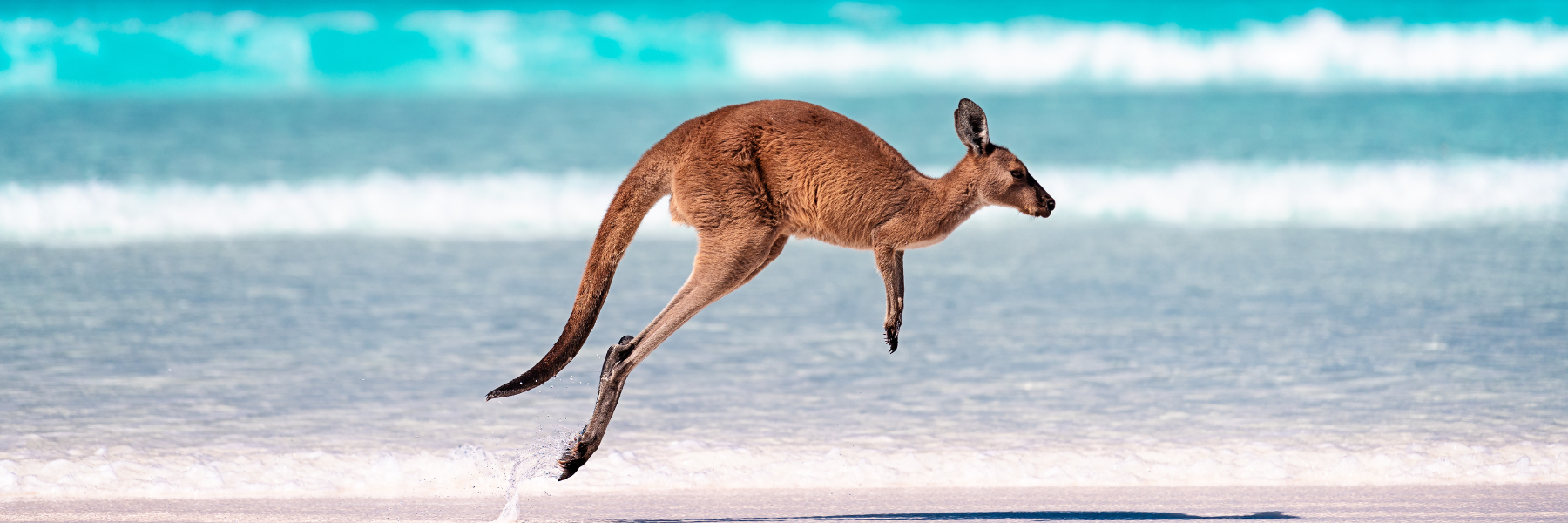 CCWA Strategic Plan 2025 - 2028