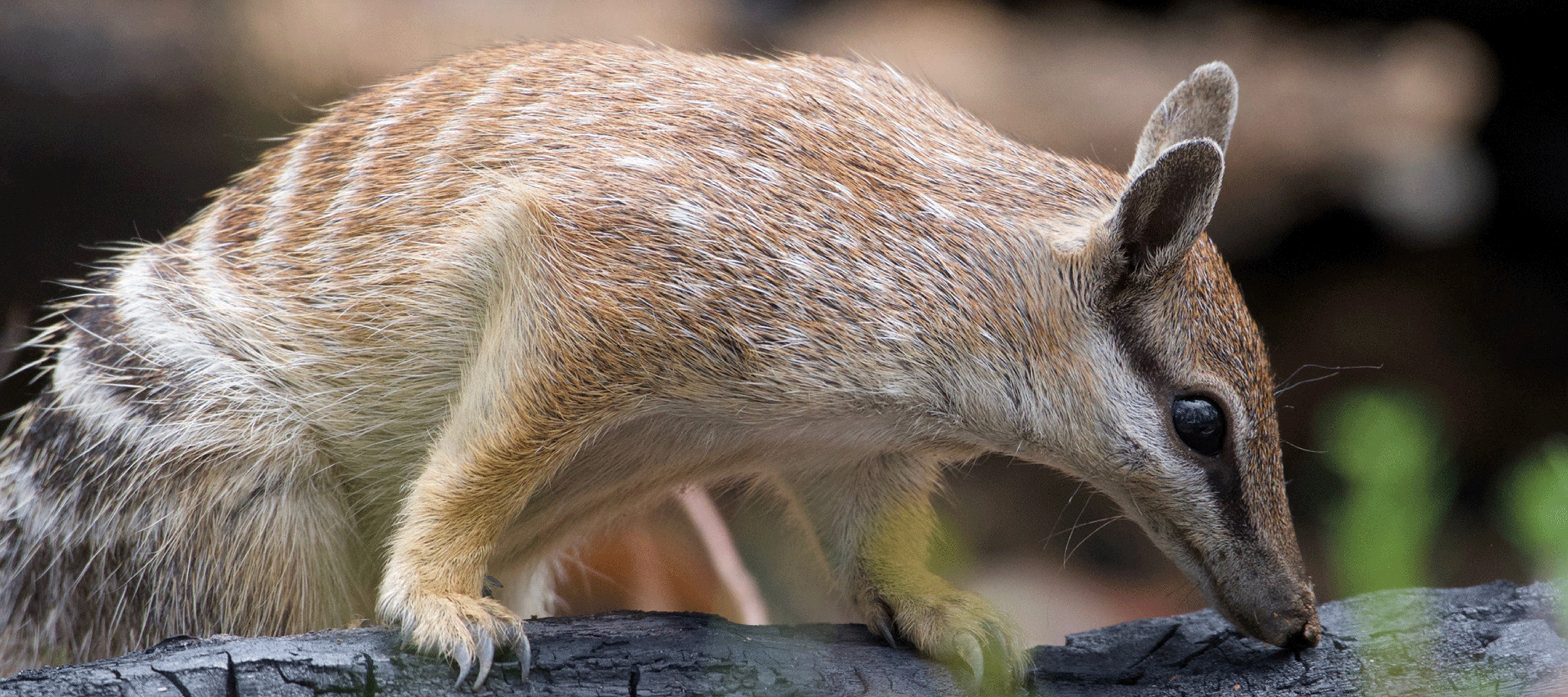 Back From The Brink | 1 Oh! 1 - Conservation Council of WA