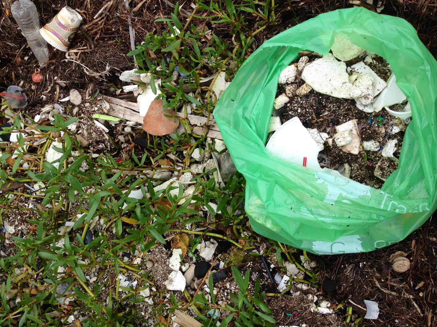 Lobbying City of Miami Beach to ban Polystyrene Food Containers ...