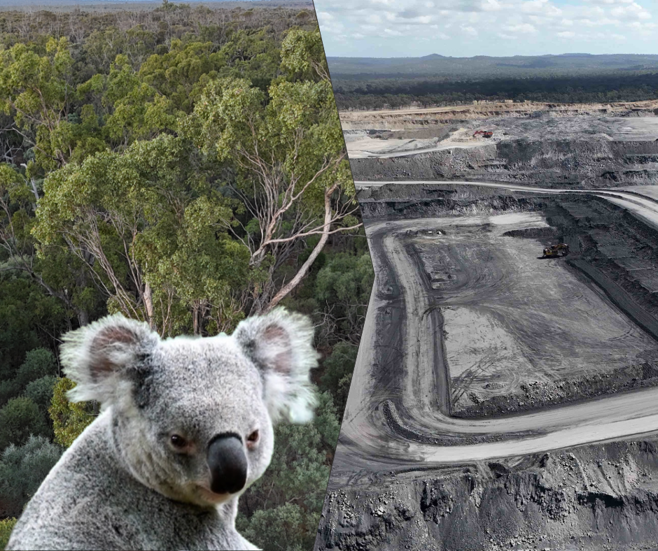 Koalas Not Coal
