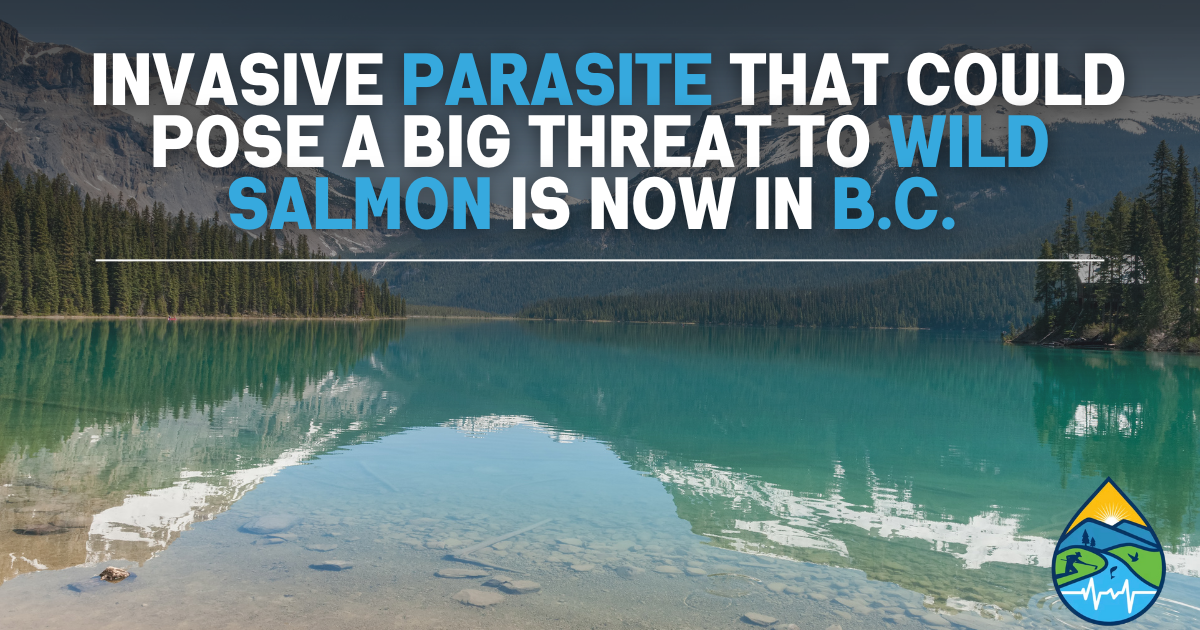 Invasive parasite that could pose a big threat wild salmon now in B.C ...