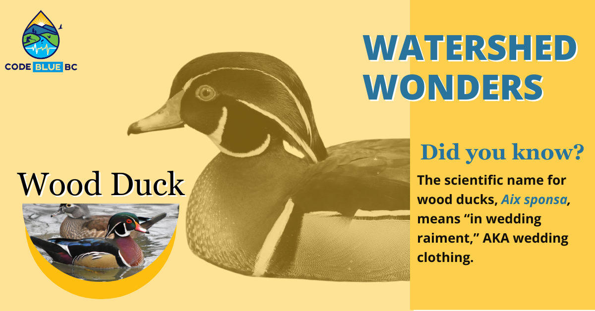 Five facts about wood ducks - CodeBlueBC