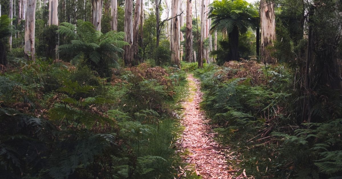 Walking the Path of Courage - Common Grace