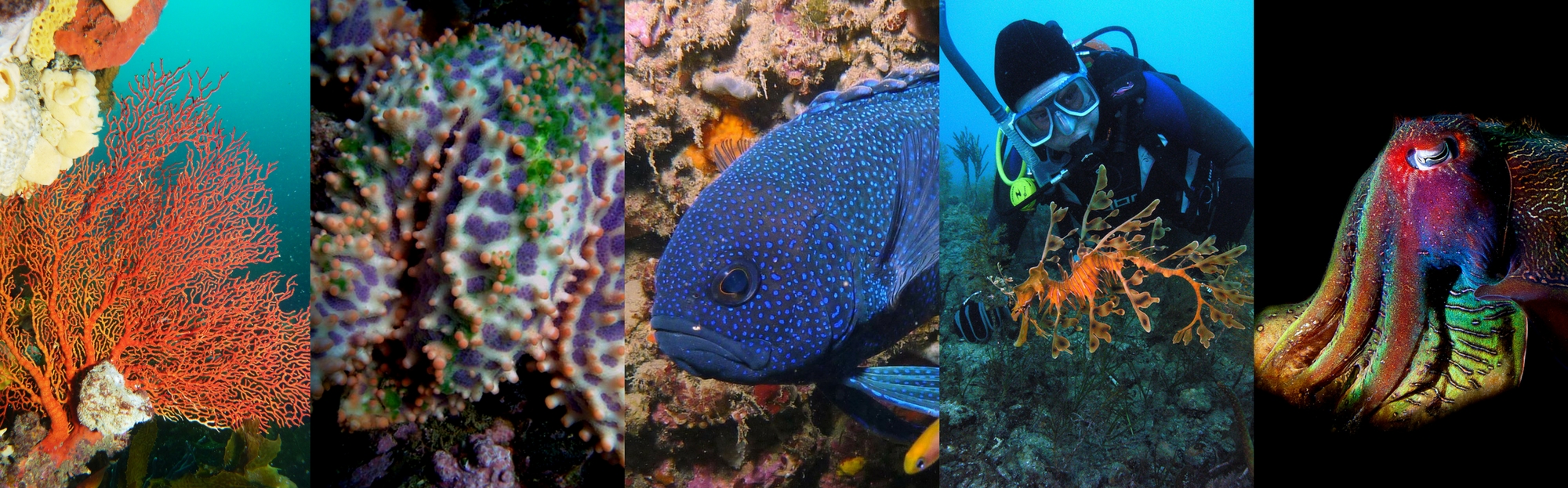 Reef Watch Turns 20! - Conservation Council SA
