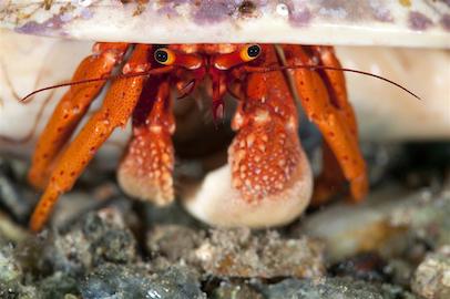 Adopt a Reef - Reef Watch SA