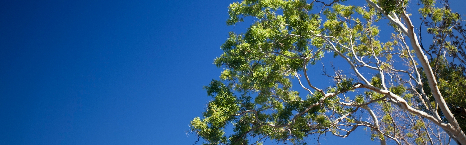 Adelaide's trees - Conservation Council SA