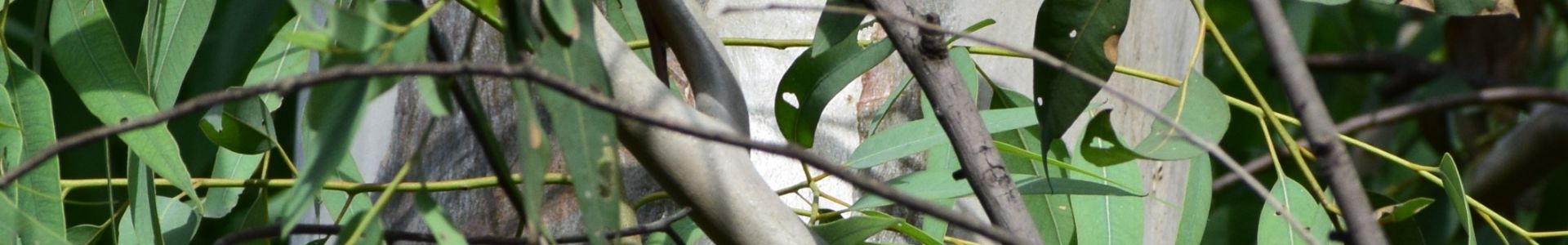 Tree Updates - Conservation Council SA