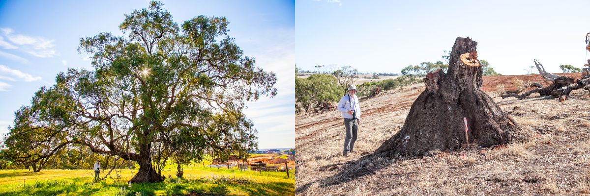 Save Springwood's Trees - Conservation Council SA